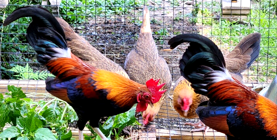 6 NPIP/AI CLEAN BB RED Old English Game Bantam Hatching Eggs SHOW ...