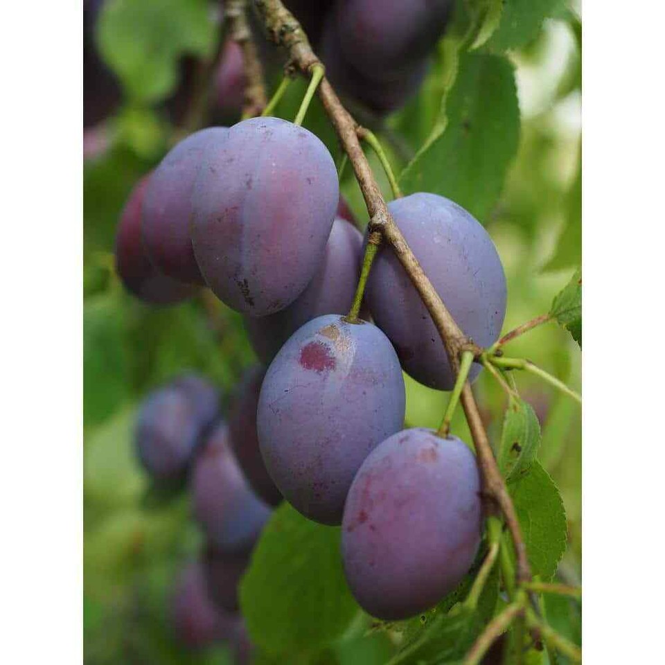 3 Ft. Dwarf Italian Plum Tree Bare Root Prunus cocomilia 7445008562595 ...