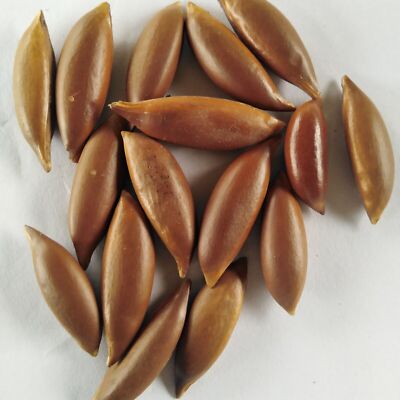 10 Mee Seeds Madhuca Indica longifolia,Bassia Longifolia Tree From Sri ...