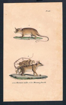 1840 - Opossum Beutelratte Ratte Marmose Original Lithographie | eBay