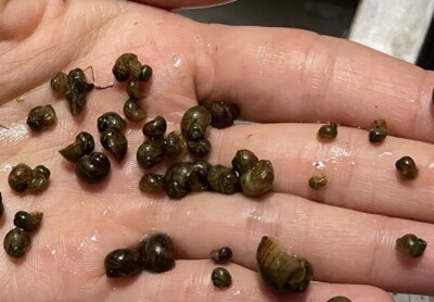 100 Oc Buu Con Mystery Snails Asian Ringed Apple Snail Freshwater ...