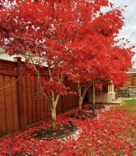 True American Maple Tree Acer Rubrum 12"-18" Live Seedling Native Plant ...