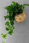 Bonsai Kokedama Balls "NEW Handmade" Garden Planter Pots Small/Medium ...
