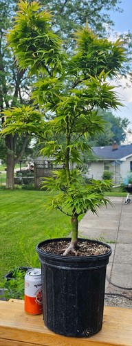 Acer palmatum 'Mayday' Large Specimen Tree | eBay