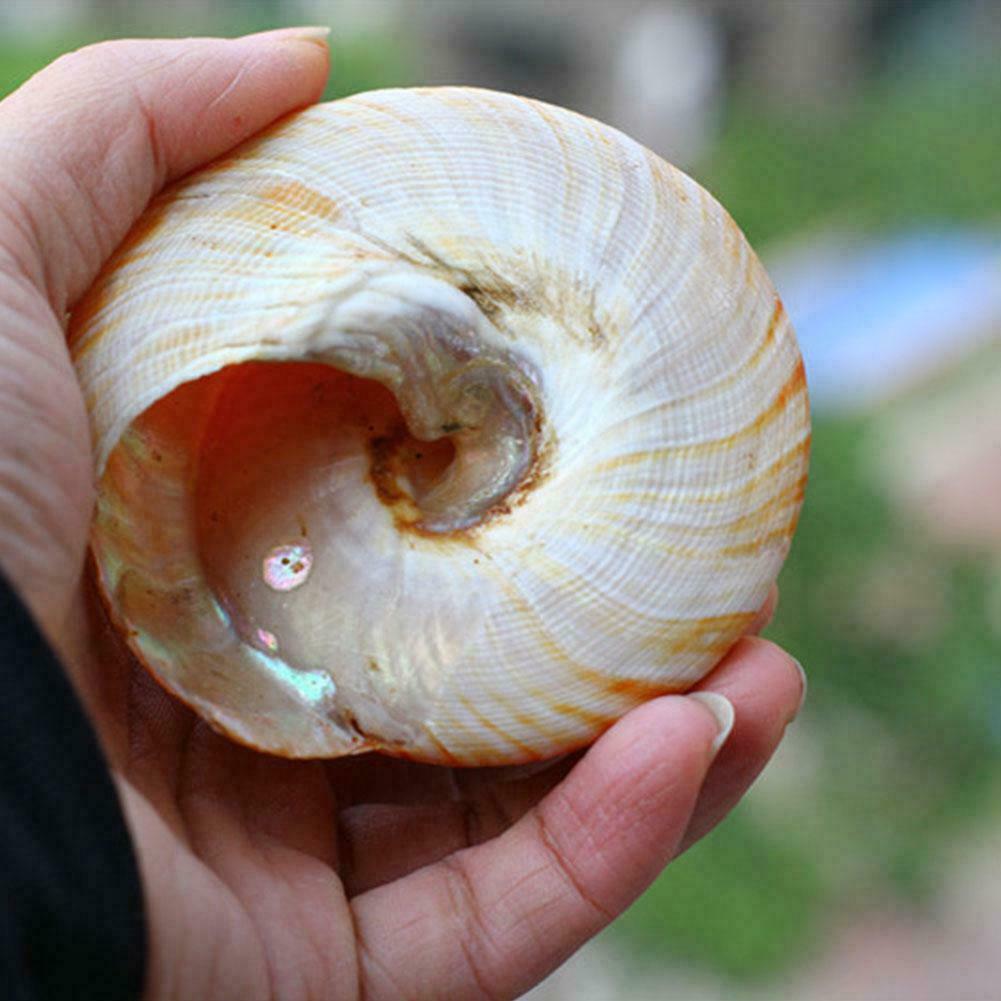 Rare Natural Pearly Screw Conch Shell Coral Sea Collectible a Snail a ...