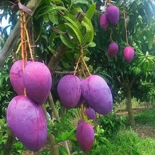 Purple Mango Thai Mango grafted tree Violet Mango Fruit Seeds | eBay
