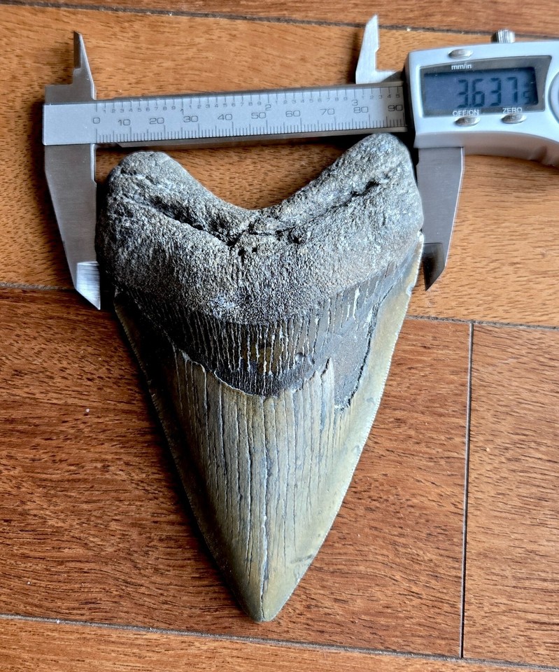 HUGE Megalodon Shark 5.54" Tooth Fossil NO RESTORATION, NO REPAIR ...
