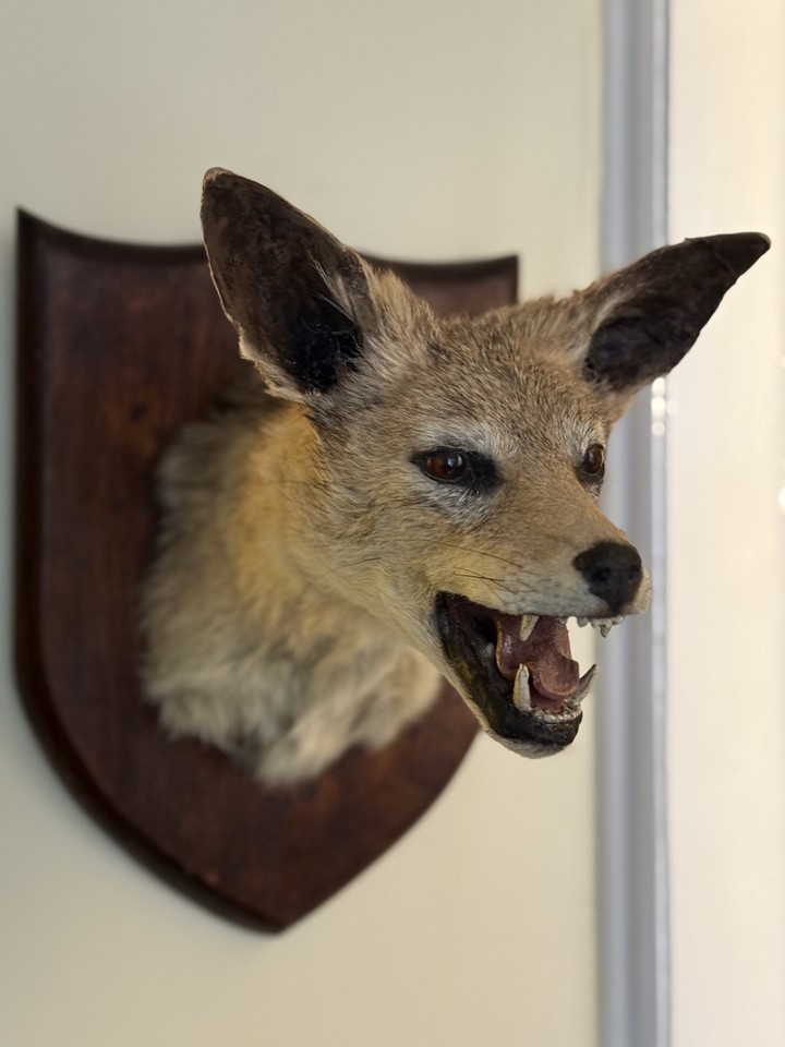 Taxidermy Golden Jackal Shoulder Mount | eBay UK