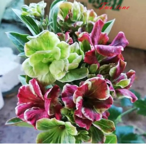 Two Tone~ Desert Rose Adenium Obesum SMALL Rooted Seedling Plant-4-6 ...