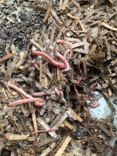 2 Lb Live European Nightcrawlers Small size 1 gram | eBay