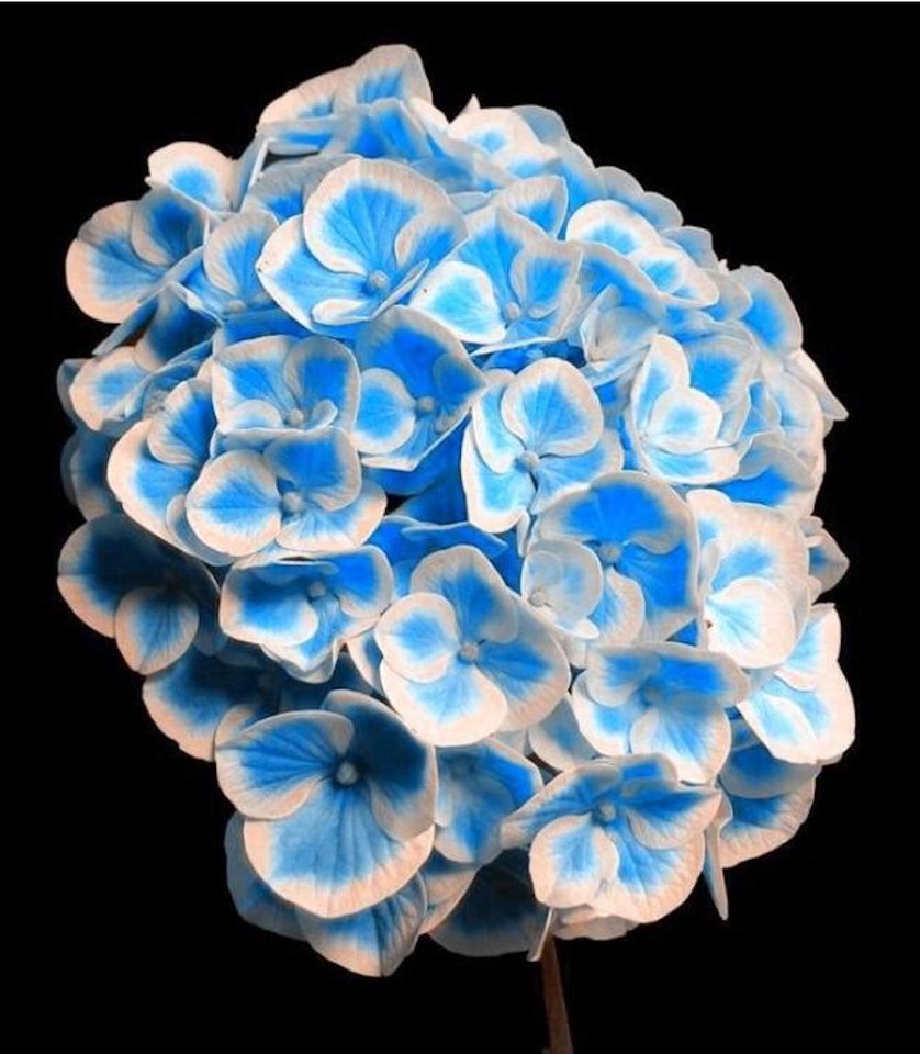 20 HYDRANGEA FLOWER SEEDS rare exotic ball bloom plant garden bush b ...