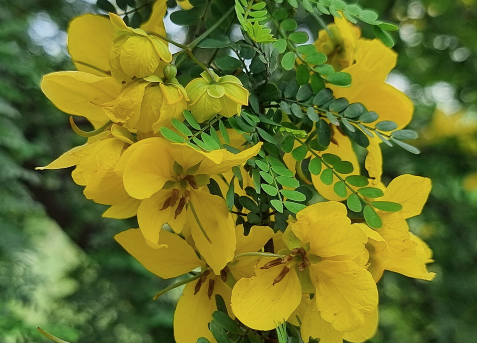 LIVE PLANT 3ft Senna surattensis Cassia Surattensis Sunshine Tree ...