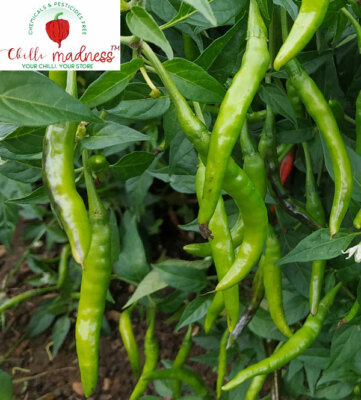 Chilli Bangladeshi Hot Long Green Pepper Sustainably Grown in Australia ...