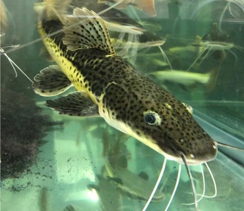 7" Plus Baby Redtail Hybrid Tiger Shovelnose Catfish Super Strong ...