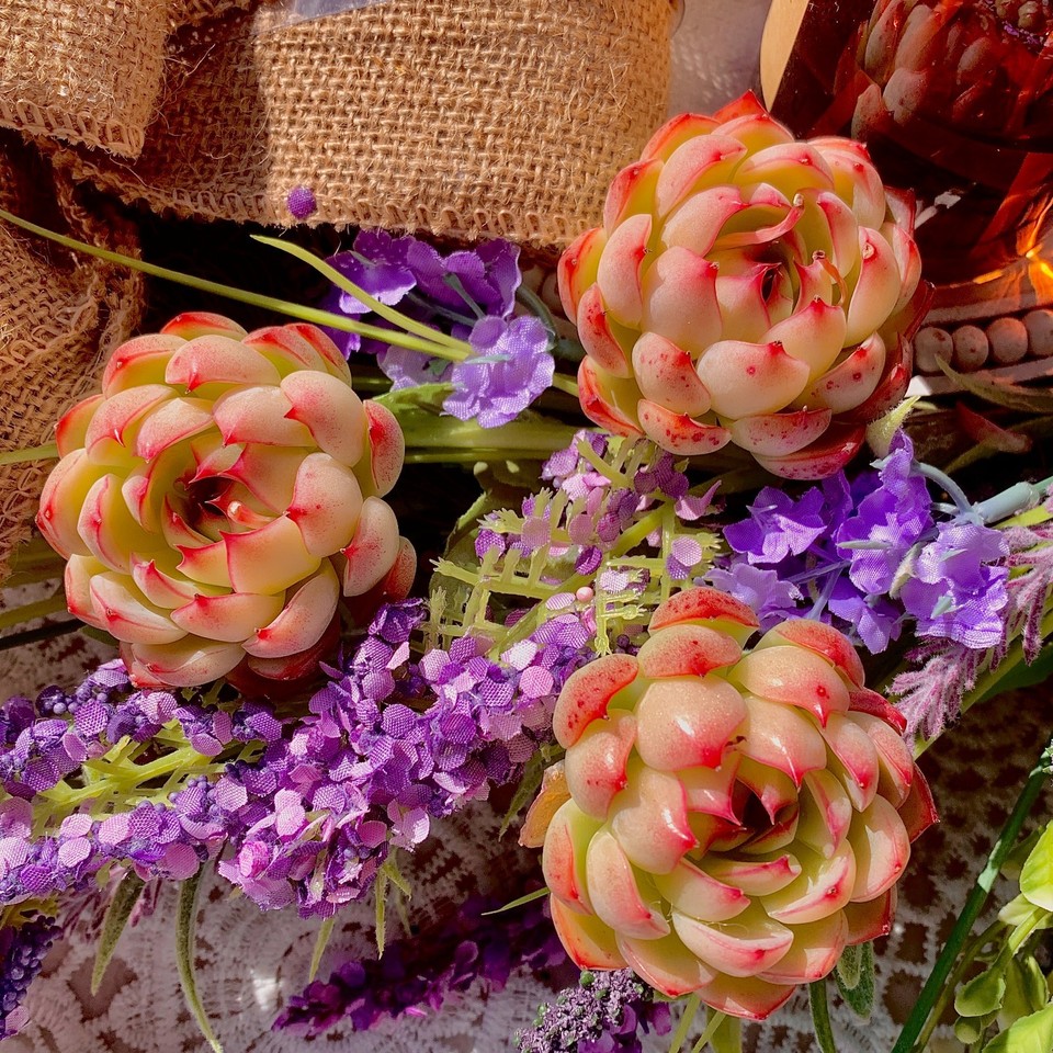 Echeveria Soul Fairy Rare Succulent Plants, Variegated 2" Green ...