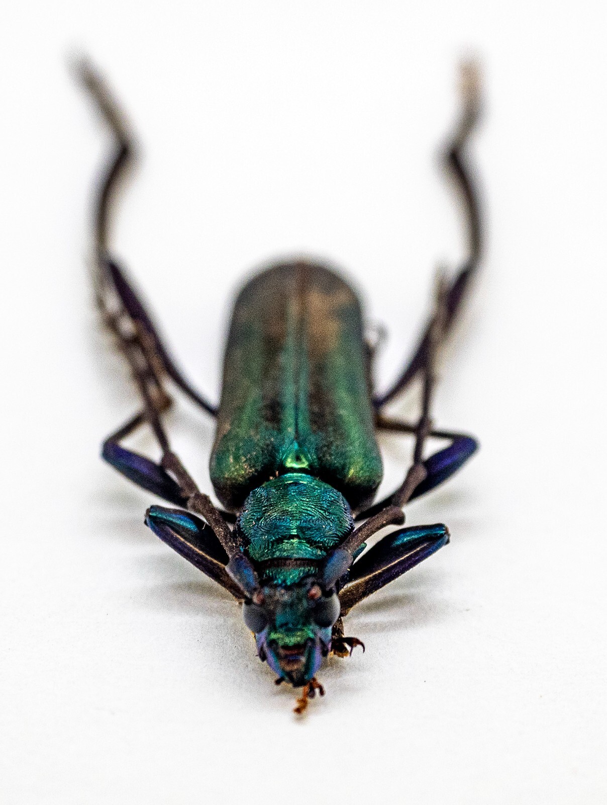 Beetle -Cerambycidae-Aphrodisium neoxenum -Fang, Chiangmai, Thailand ...
