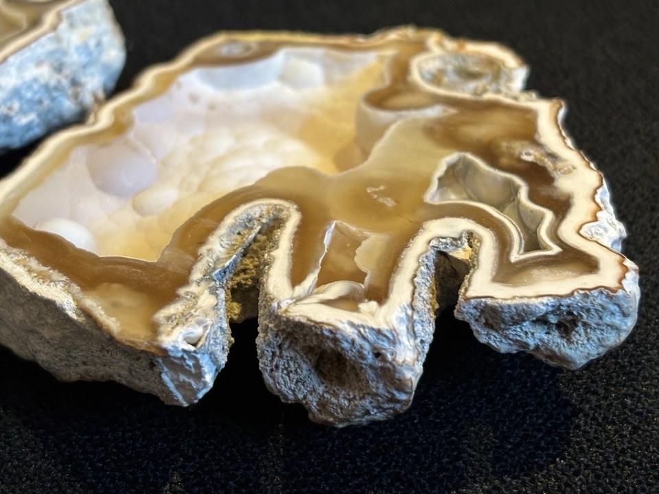 Tampa Bay Agatized Coral Geode | eBay