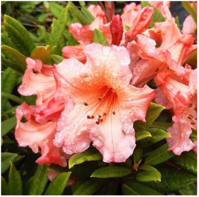 Rhododendron 'Tortoiseshell Orange' 30-40cm Tall In 5L Pot | eBay UK