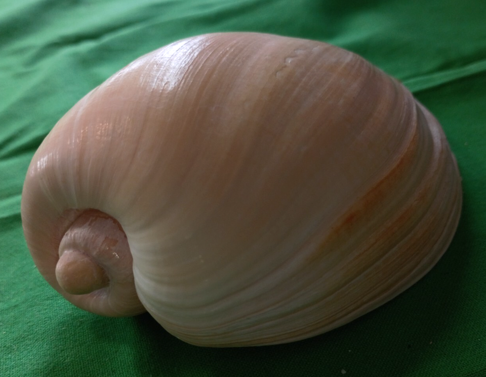Voluta olla (Cymbium olla) #M0391 Senegal 120mm | eBay