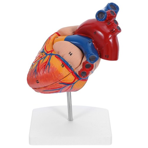 Human Heart Model: Human Heart Anatomy Model With Display Base For ...