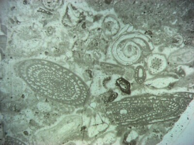 Other - Fossil Foraminifera