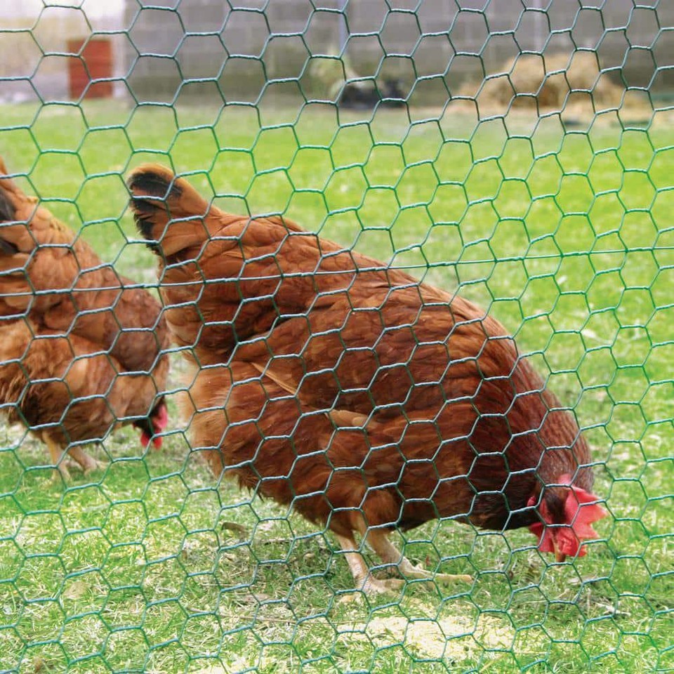 1 In. X 5 Ft. X 150 Ft. 20-gauge Poultry Netting | Chicken Wire Mesh ...