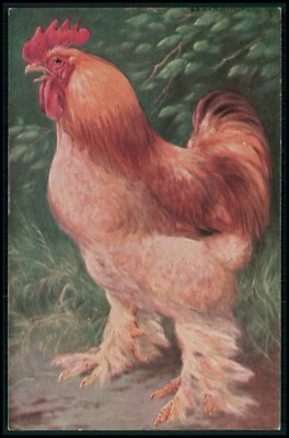 Brown Male Cochin Bird Chicken POULTRY Animal Breed original old 1910s ...