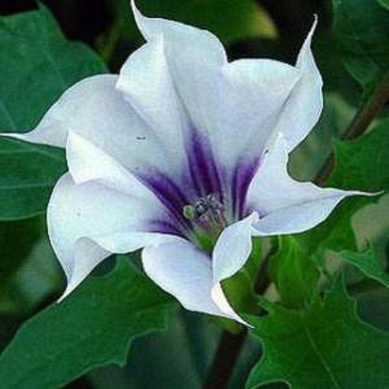 BLUE DATURA 25+ FRESH SEEDS 23/10/25 | eBay UK