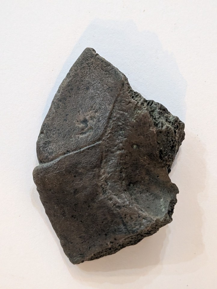FOSSIL LOT F12 - 9 Assorted Fossils w/ Lg Meg Fragment Peace River ...