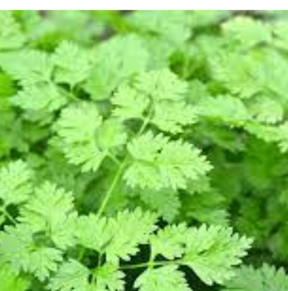 Herb & Veg Seeds - Large Variety - Grow your own - Free P & P - Up to ...