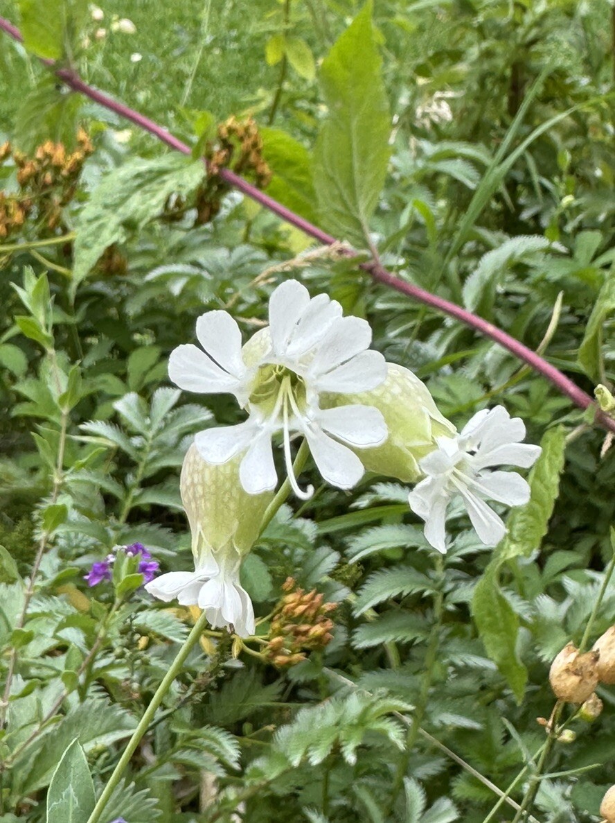 Bladder Campion - Silene vulgaris - 750 Seeds - Catchfly -Hardy ...