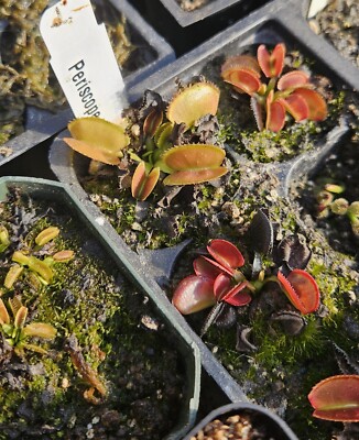 Venus Flytrap Periscope Young Division Live Carnivorous Plant Cultivar ...