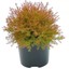 Thuja occidentalis 'Fire Chief' NEW INTRODUCTION. Evergreen Dwarf Shrub ...