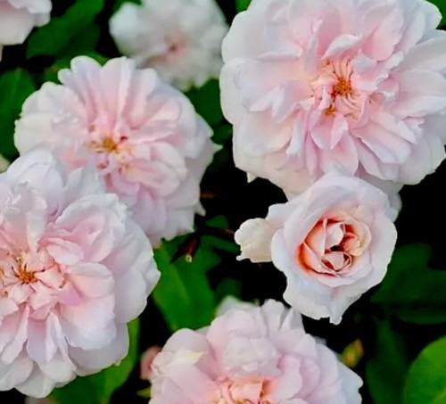 Heirloom Cecile Brunner Rose 16 Premium Plant Cuttings To Start ...