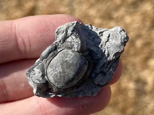 Ohio Fossil Trilobite Eldredgeops rana Devonian Age Bug | eBay