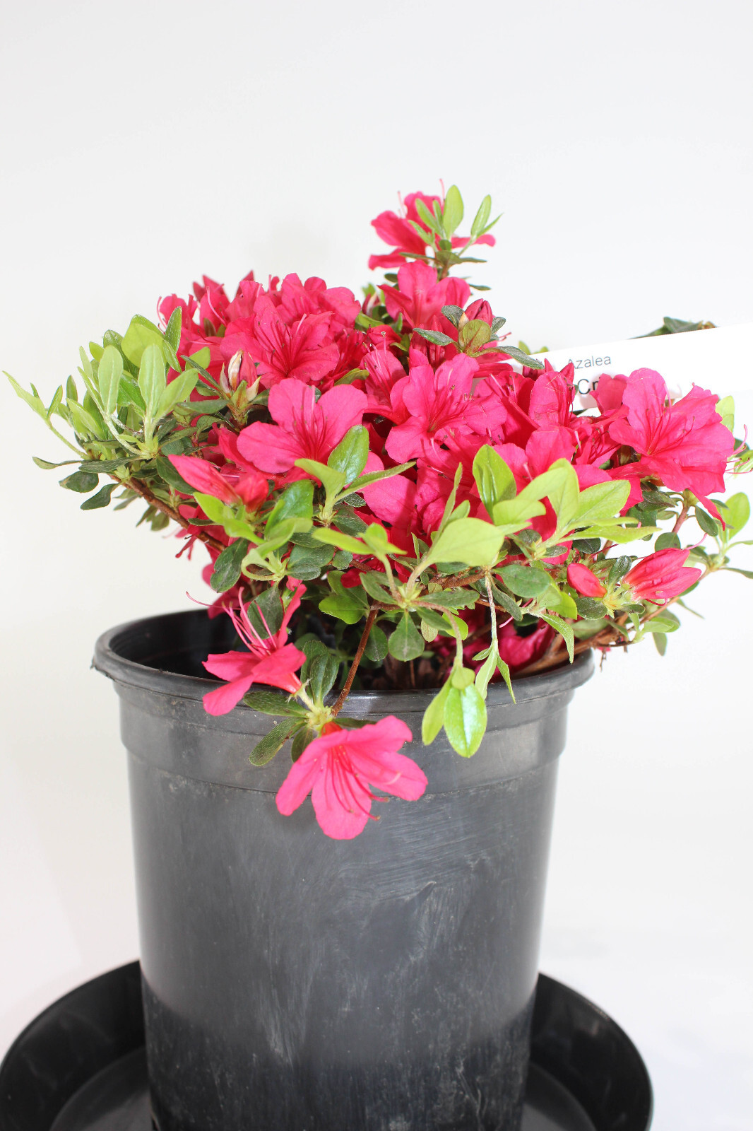 Japanese Satsuki Azalea 'Dimity Red' 1 Gallon Pre-Bonsai Tree -Dark ...