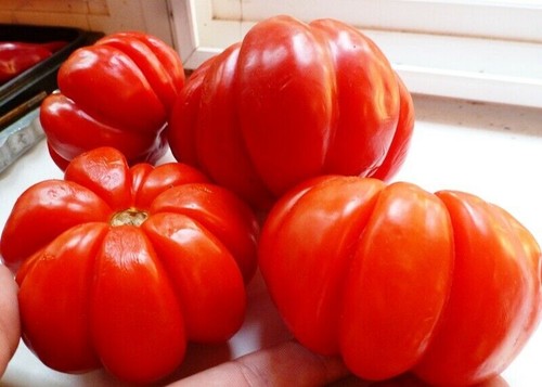 Organic Heirloom Vegetable 200 Red Ribbed Pot-bellied Tomato Seeds | eBay
