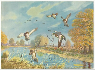 Roger Preuss Widgeons Waterfowl Print - 8 1/4 x 11 1/4 Inches | eBay