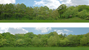 I D Backscenes 149B Photo Backscene 15 Inches High, Just Trees OO Gauge ...