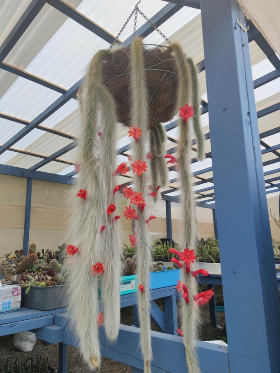 30 seeds of Hildewintera colademononis 'Monkey Tail' Cactus 30 seeds of Hildewintera colademononis 'Monkey Tail' Cactus