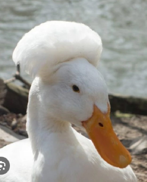 42 CRESTED DUCK FERTILE HATCHING EGGS FRESH SPEEDY USPS PRIORITY MAIL ...