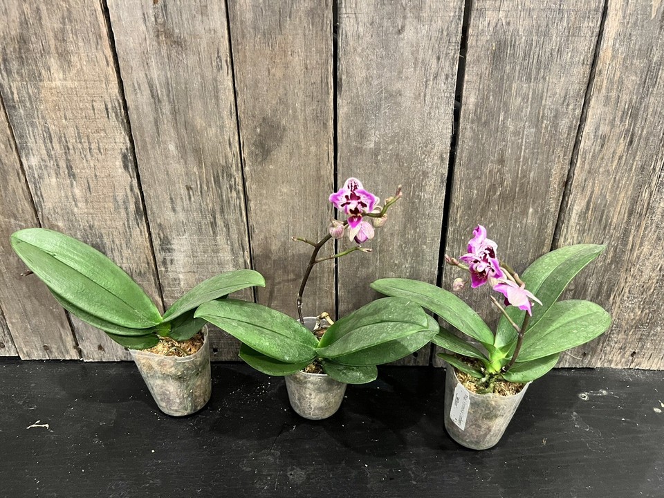 Phal. Formosa Cranberry ‘Wilson’, Blooming Size, Perloric, FREE ...