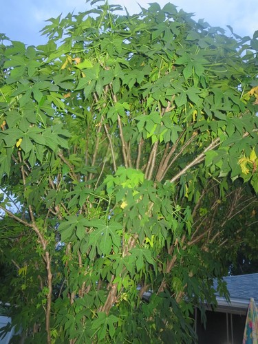 Chaya Mansa Chaya Maya Tree Spinach Spineless 5 Fresh Unrooted Cuttings ...