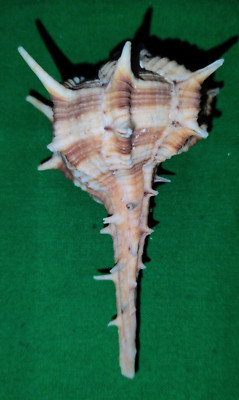 Bolinus cornutus #M0162 West Africa 85mm | eBay