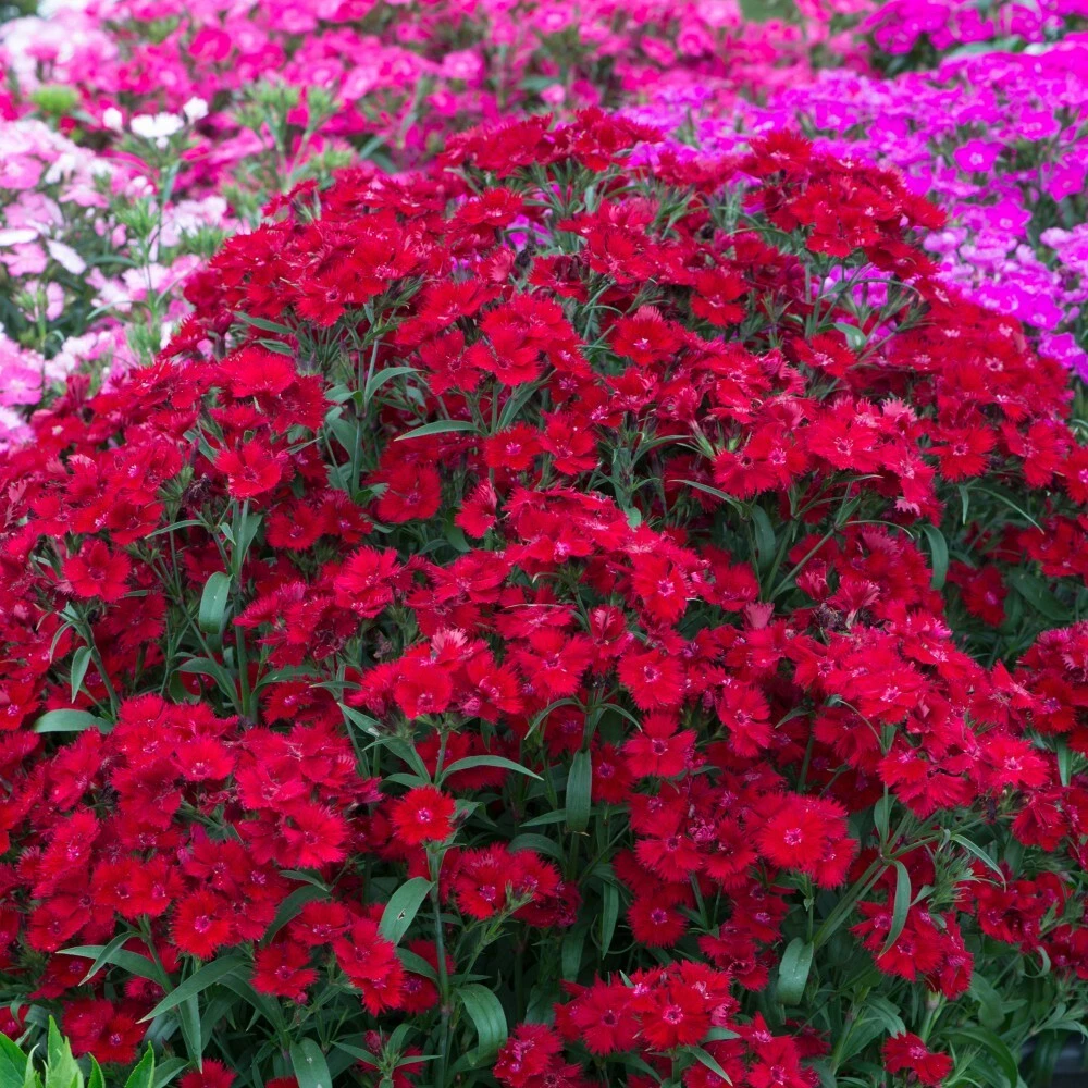 Monrovia Red Dianthus In Pot In The Annuals Department At , 43% OFF