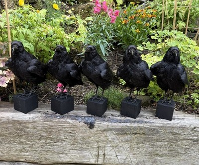 🎃 Taxidermy Crow Job Lot X5 Not Raven gothic skull curiosity Tattoo ...