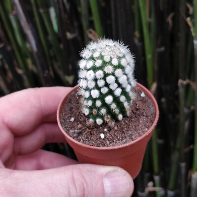 Cactus mammillaria gracillis Albata Arizona snowcap cacti in 5cm pot ...