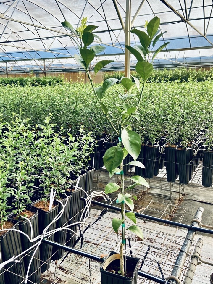 Shiranui Mandarin Tree, Dekopon, grafted, 24-36 inches Not for CA, Fl ...