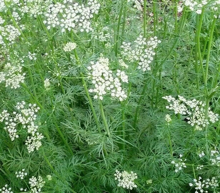 Growing Cumin Plant