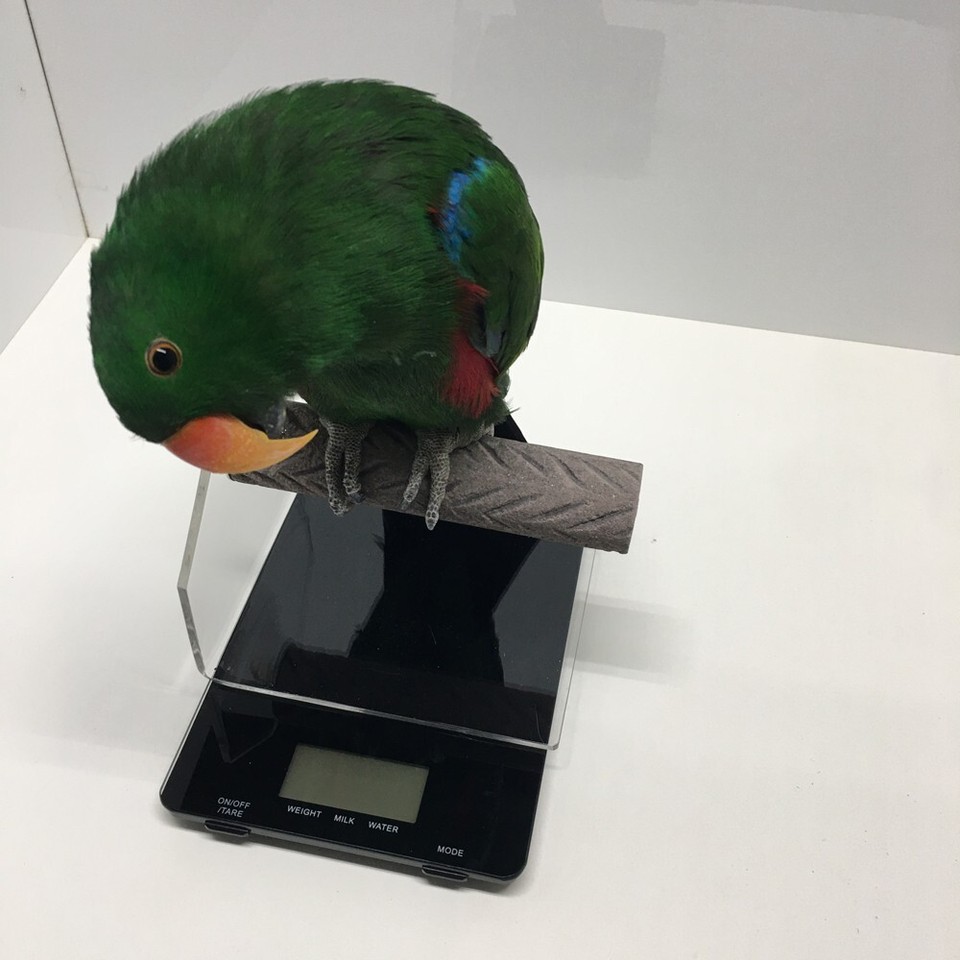 SCALE PERCH & DIGITAL GRAM / OUNCE SCALE - easily weigh your bird ...